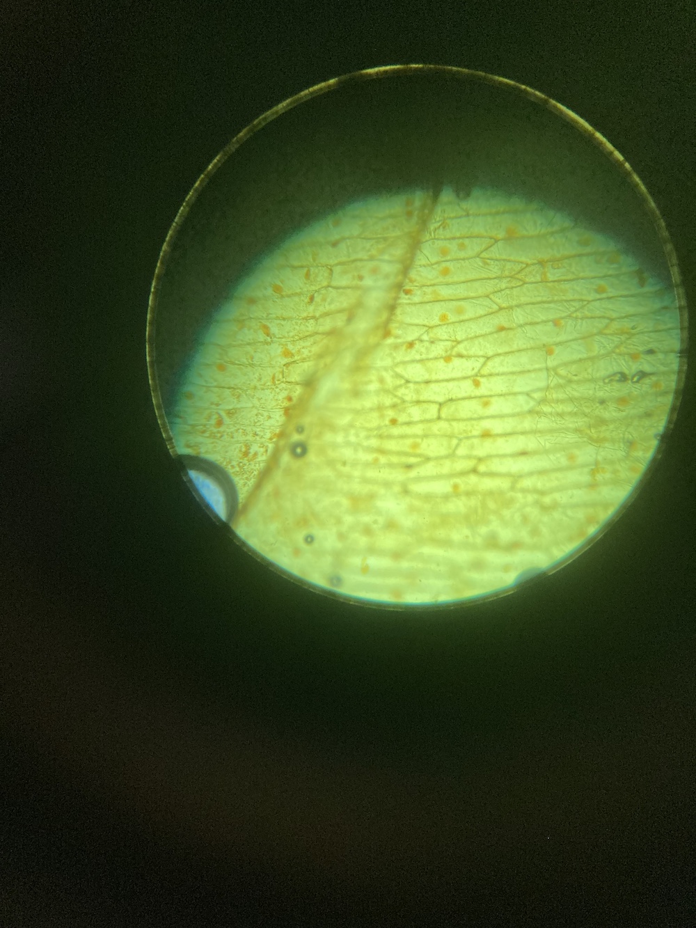 Microscopes - Turves Green Boys' School